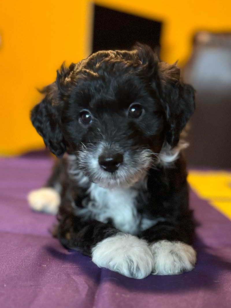 Available Pups | Texas Doodle Dood